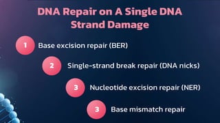 PPT DNA REPAIR.pptx