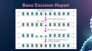 PPT DNA REPAIR.pptx