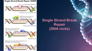 PPT DNA REPAIR.pptx