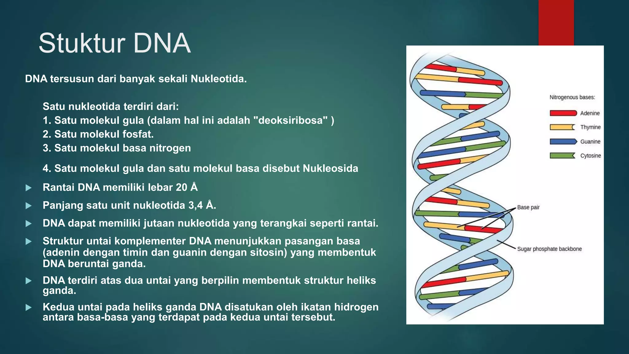 Ppt DNA | PPTX