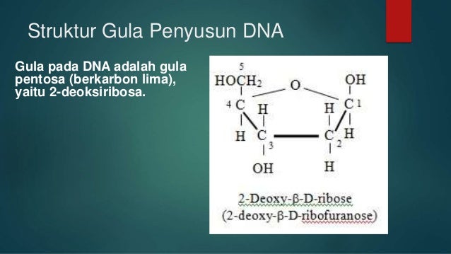Ppt DNA