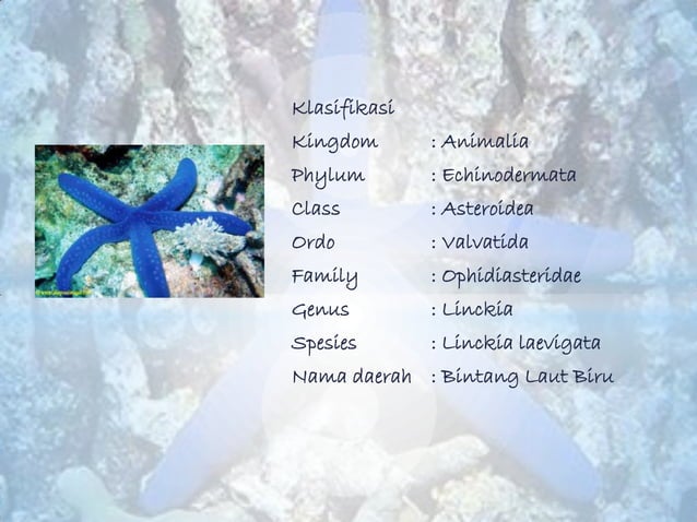 Power point echinodermata | PPTX