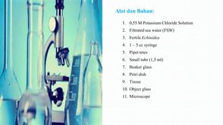 ppt praktikum fertilisasi dan perkembangan Echinoidea.pptx