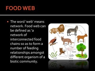 Ecosystem and Its application in business | PPT