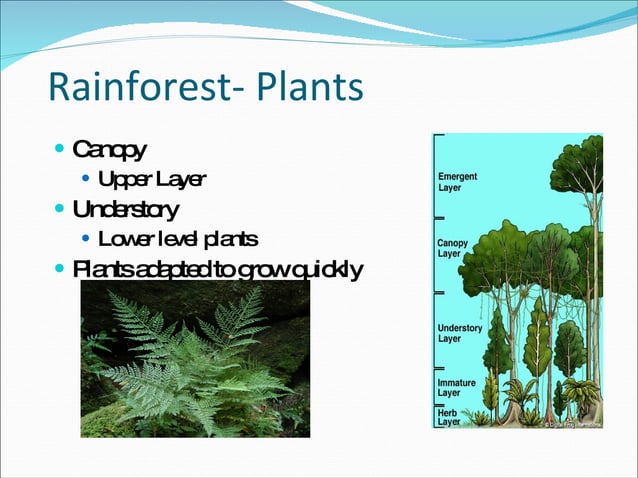 Ppt Ecology Biomes | PPT | Weather | Science