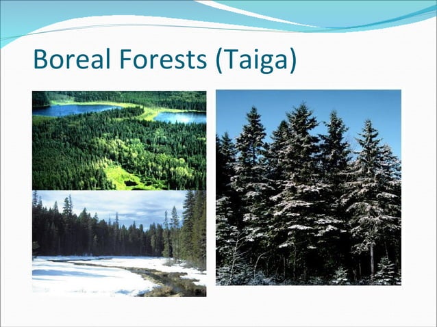Ppt Ecology Biomes | PPT | Weather | Science