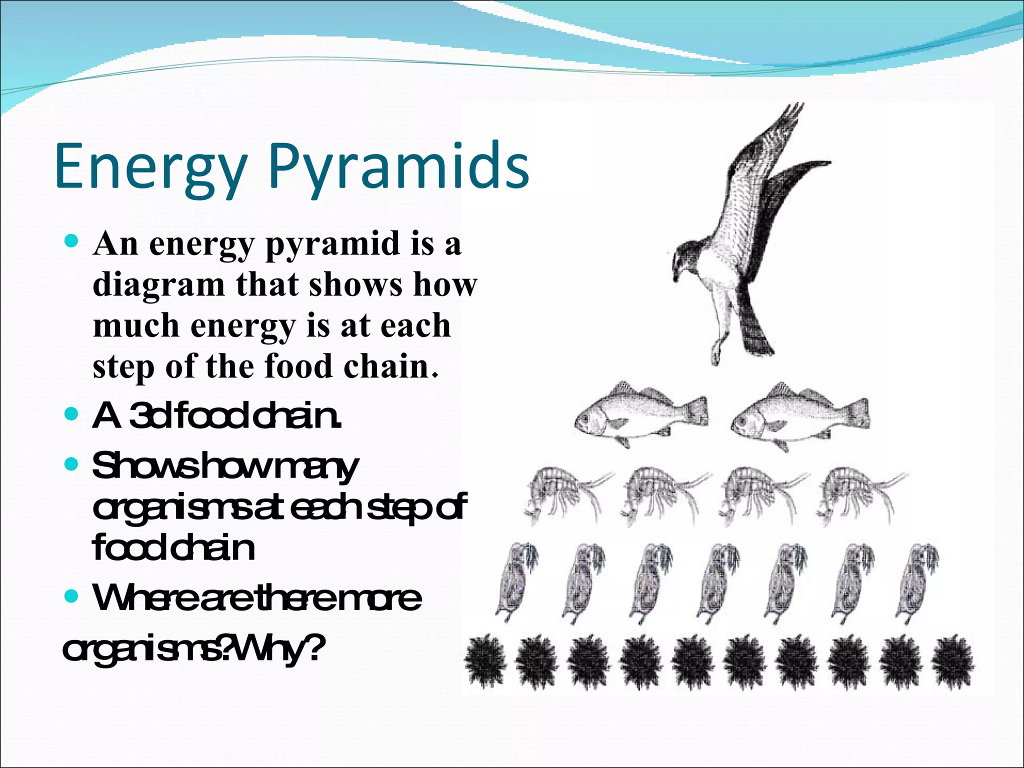 Ppt Ecology Energy Pyramid | PPT