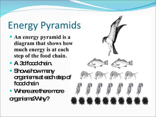 Ppt Ecology Energy Pyramid | PPT