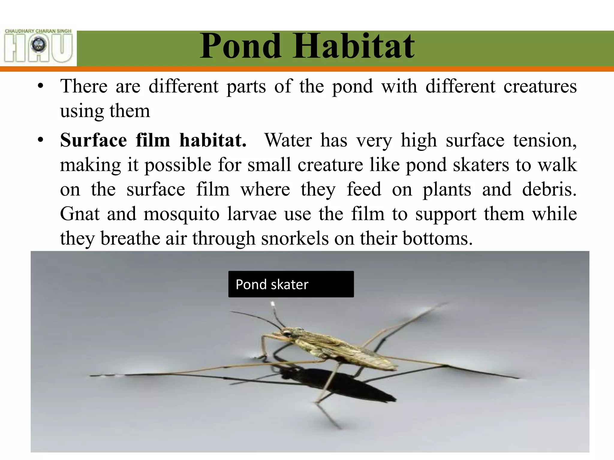 Ppt ecology of fish pond ecosystem | PPTX