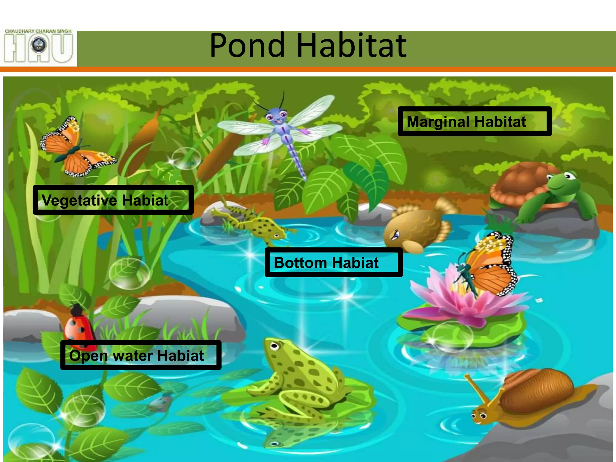 Ppt ecology of fish pond ecosystem | PPTX