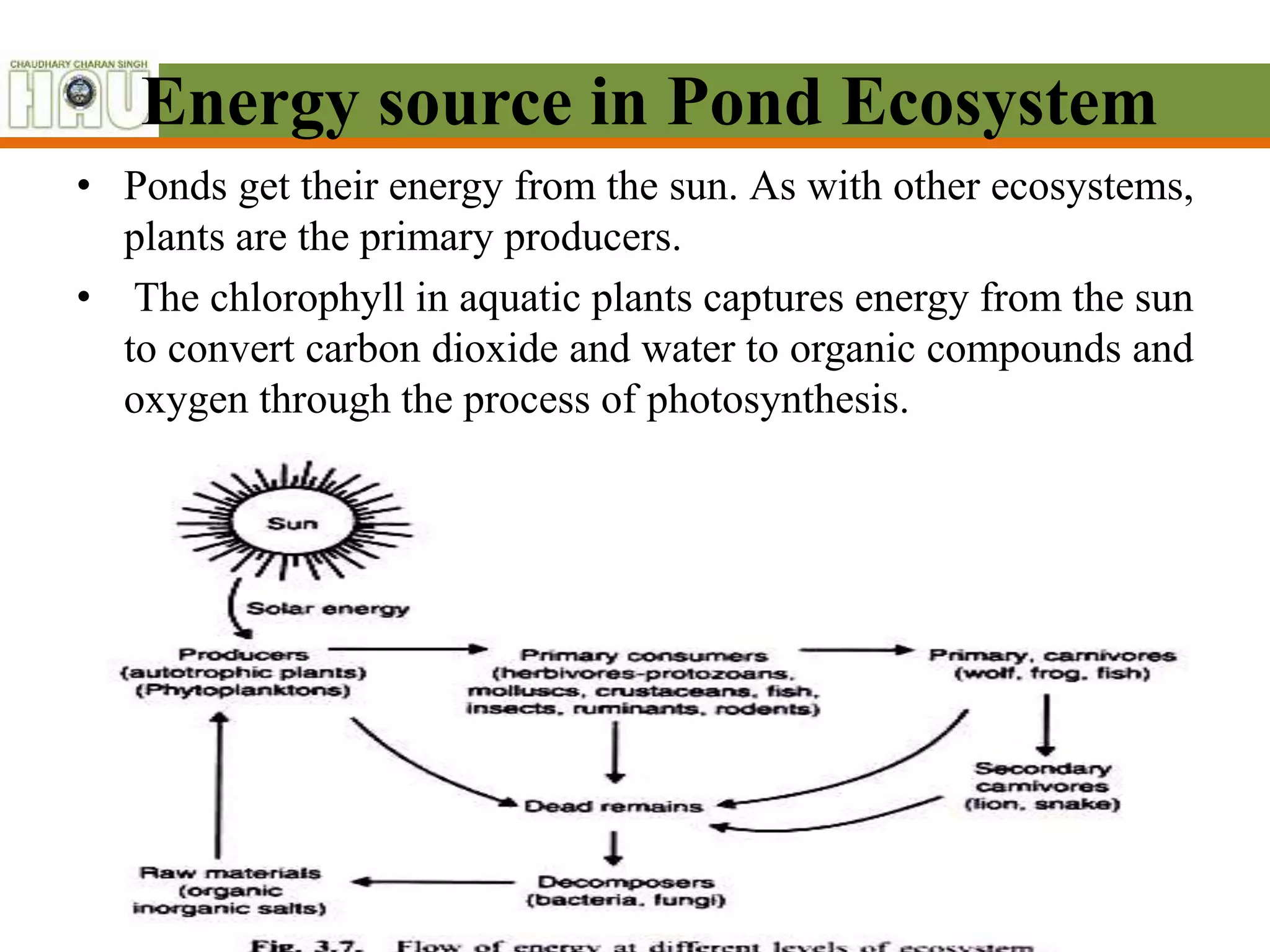 Ppt ecology of fish pond ecosystem | PPTX