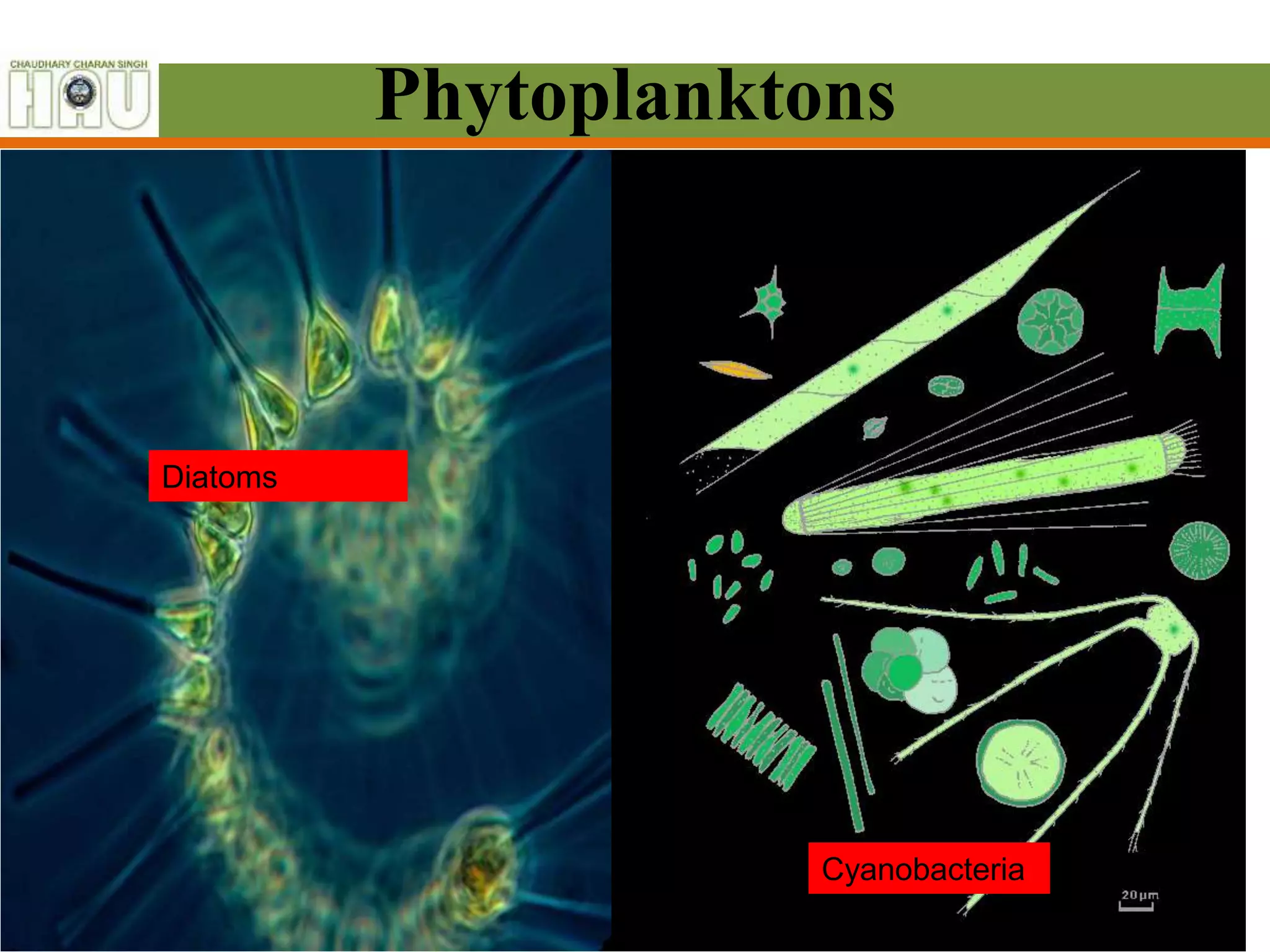 Ppt ecology of fish pond ecosystem | PPTX