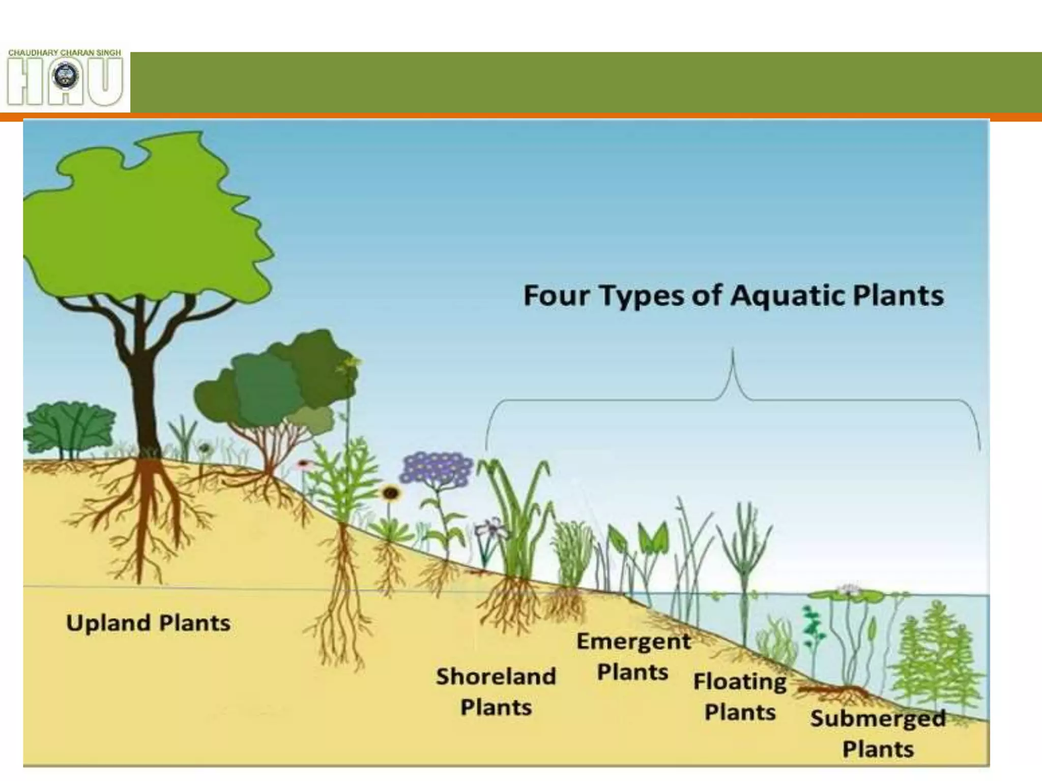 Ppt ecology of fish pond ecosystem | PPTX