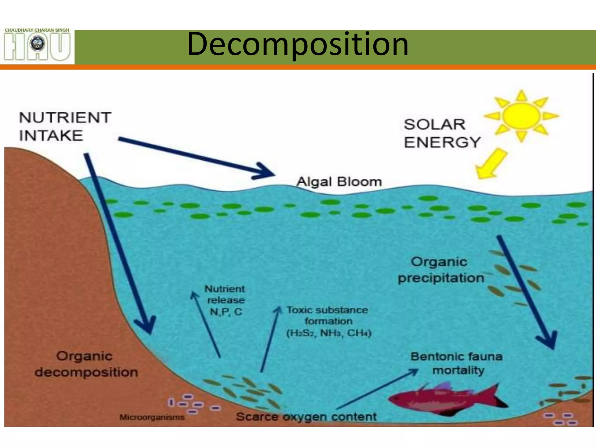 Ppt ecology of fish pond ecosystem | PPTX