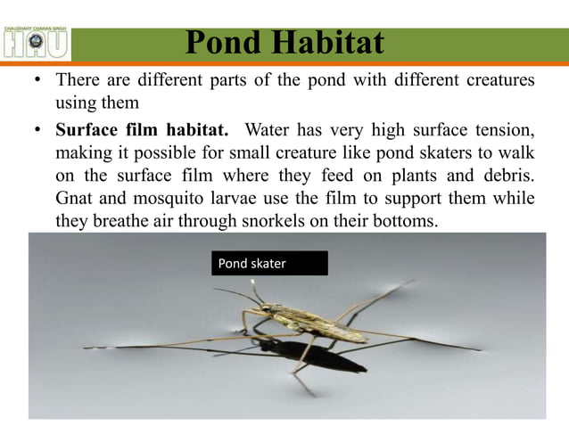 Ppt ecology of fish pond ecosystem | PPTX | Geography | Science