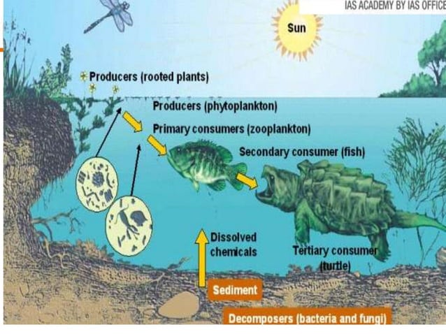 Ppt ecology of fish pond ecosystem | PPTX | Geography | Science