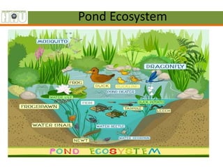 Pond Ecosystem For Kids