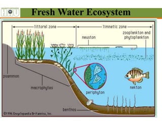 Pond Ecosystem Diagram For Kids