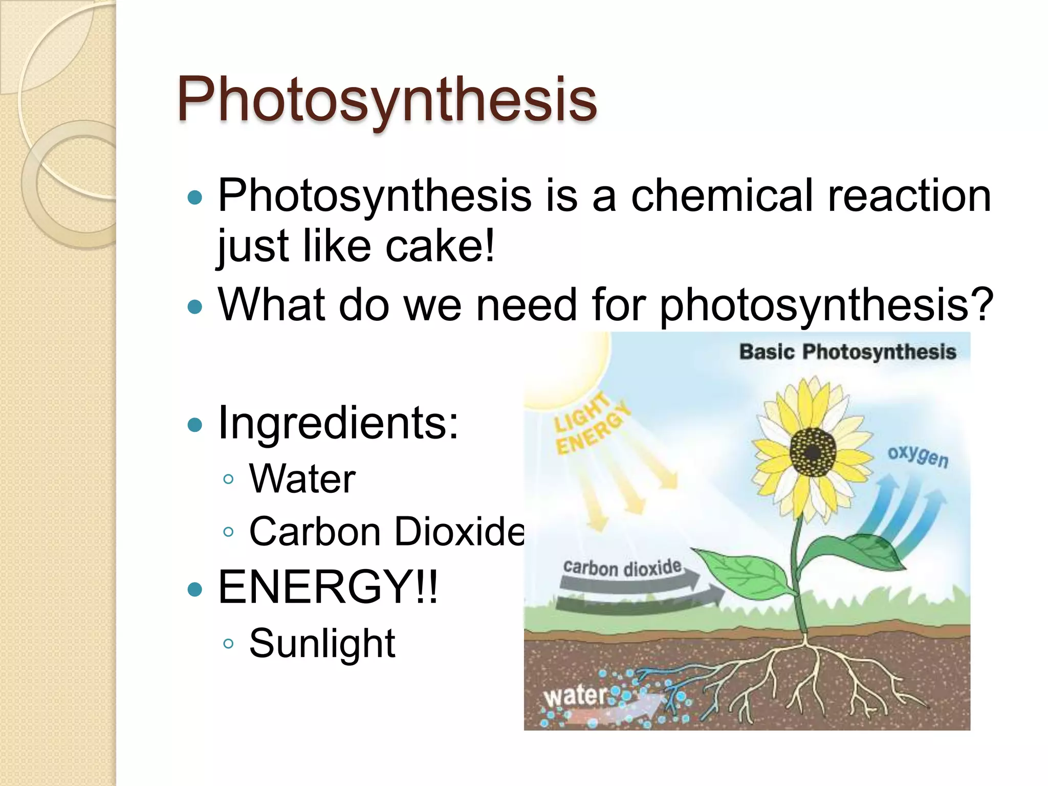 Ppt Ecol Photosynthesis | PPTX