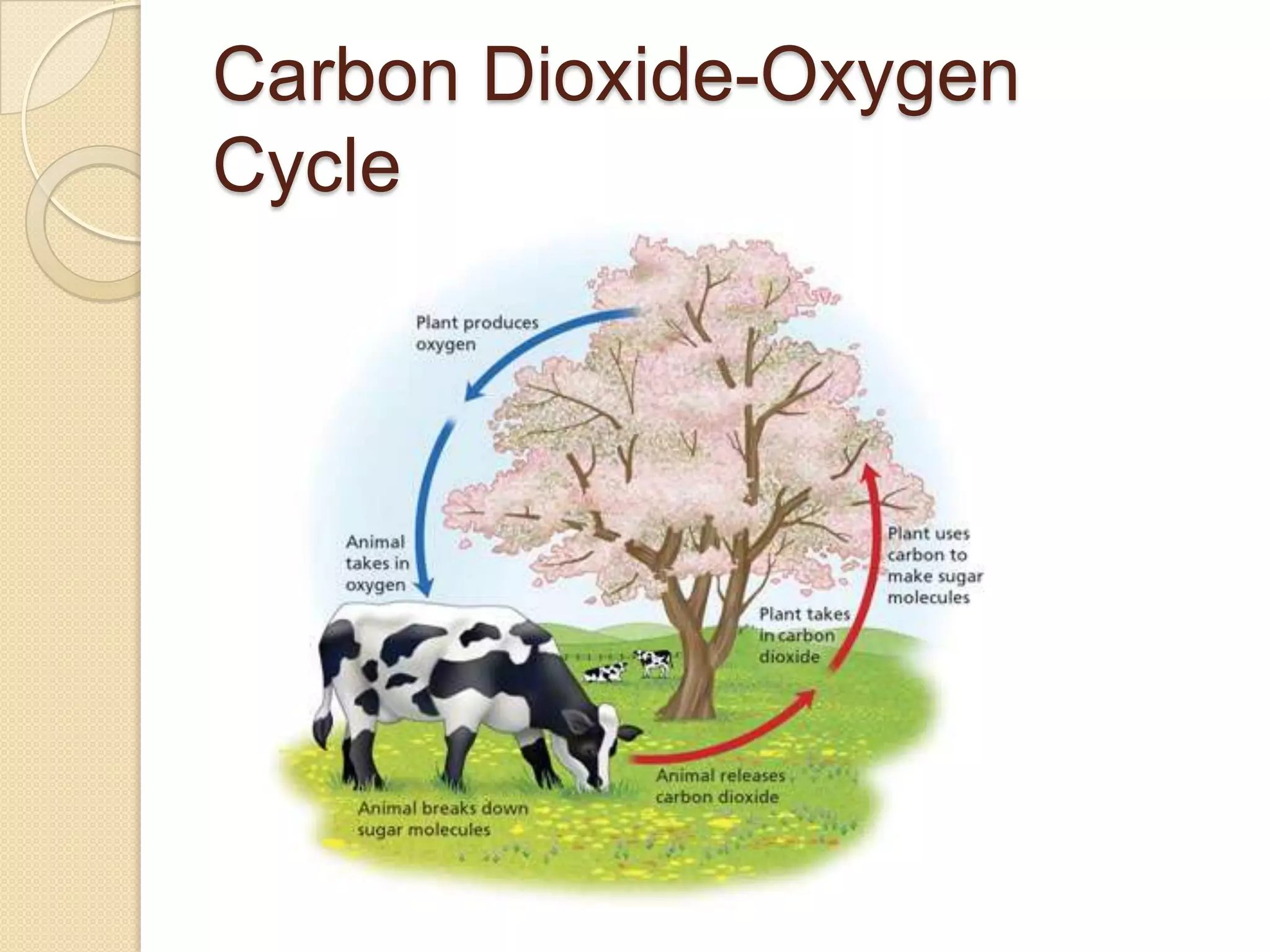 Ppt Ecol Photosynthesis | PPTX | Chemistry | Science