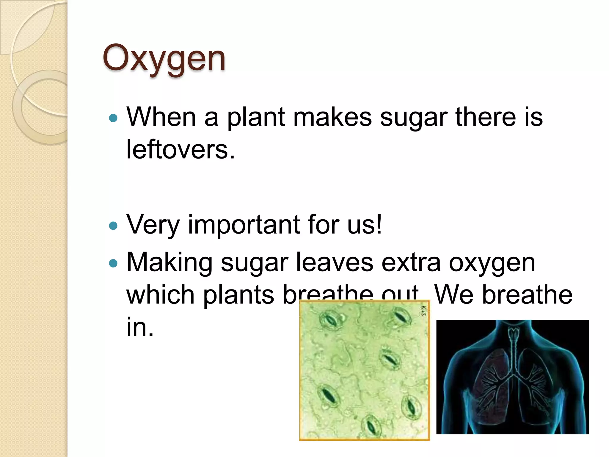 Ppt Ecol Photosynthesis | PPTX | Chemistry | Science
