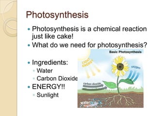 Ppt Ecol Photosynthesis | PPTX | Chemistry | Science