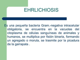 ppt ehrlichiosis.pptx
