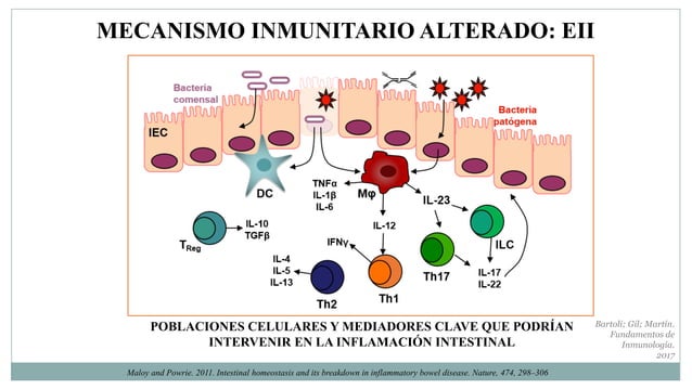 ENFERMEDAD INFLAMATORIA INTESTINAL (EII) ENFERMEDAD DE CROHN (EC ...