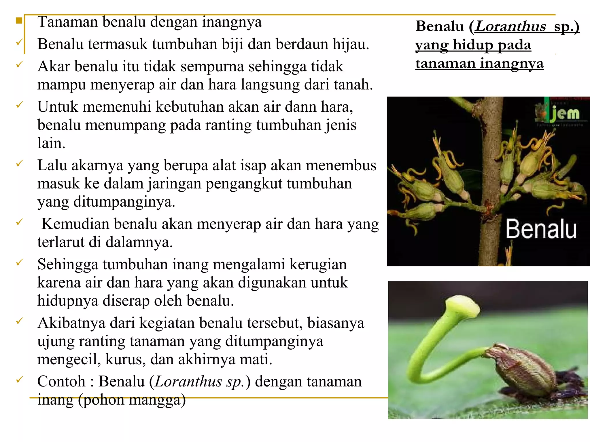Ppt ekologi tumbuhan | PPT