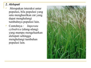 Ppt ekologi tumbuhan | PPT