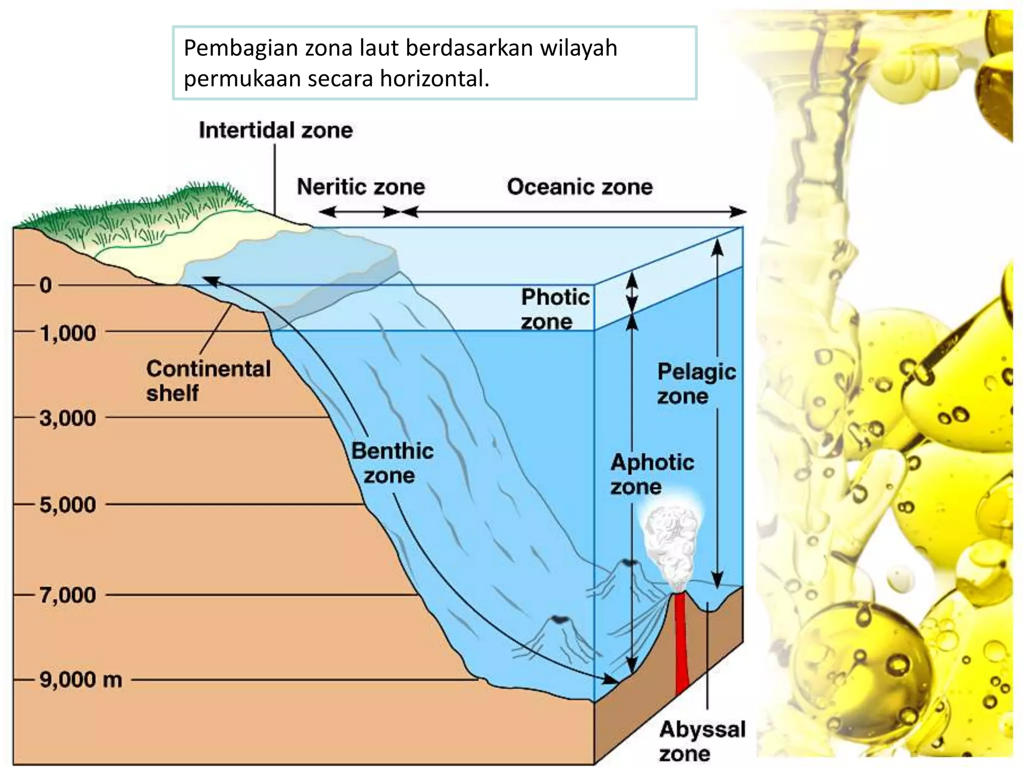 PPT EKOSISTEM.pptx