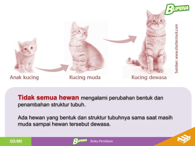 PPT Ekosistem untuk kelas 5 sd kurikulum merdeka.pptx