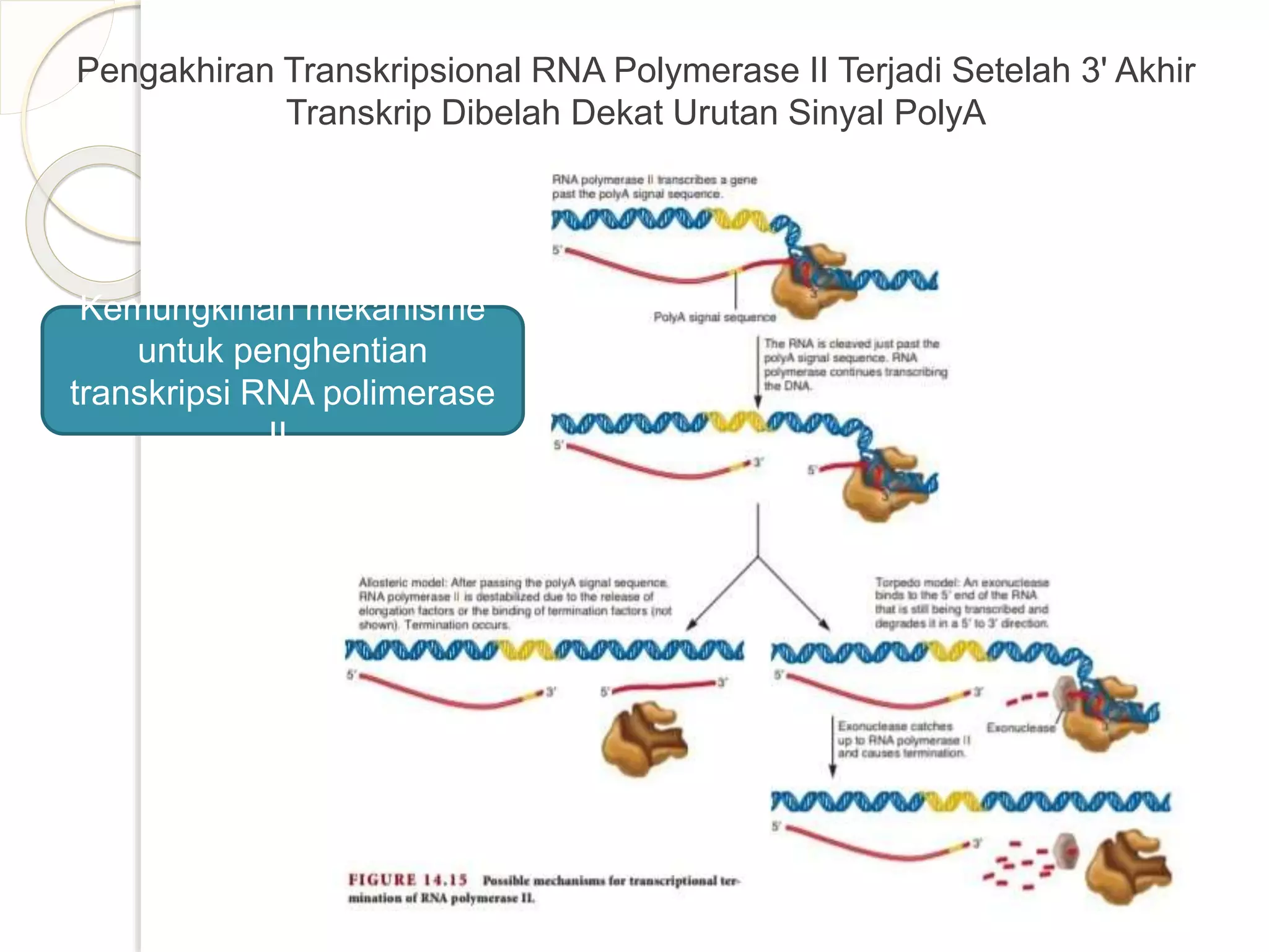 Ppt ekspresi gen klp 9 b | PPTX