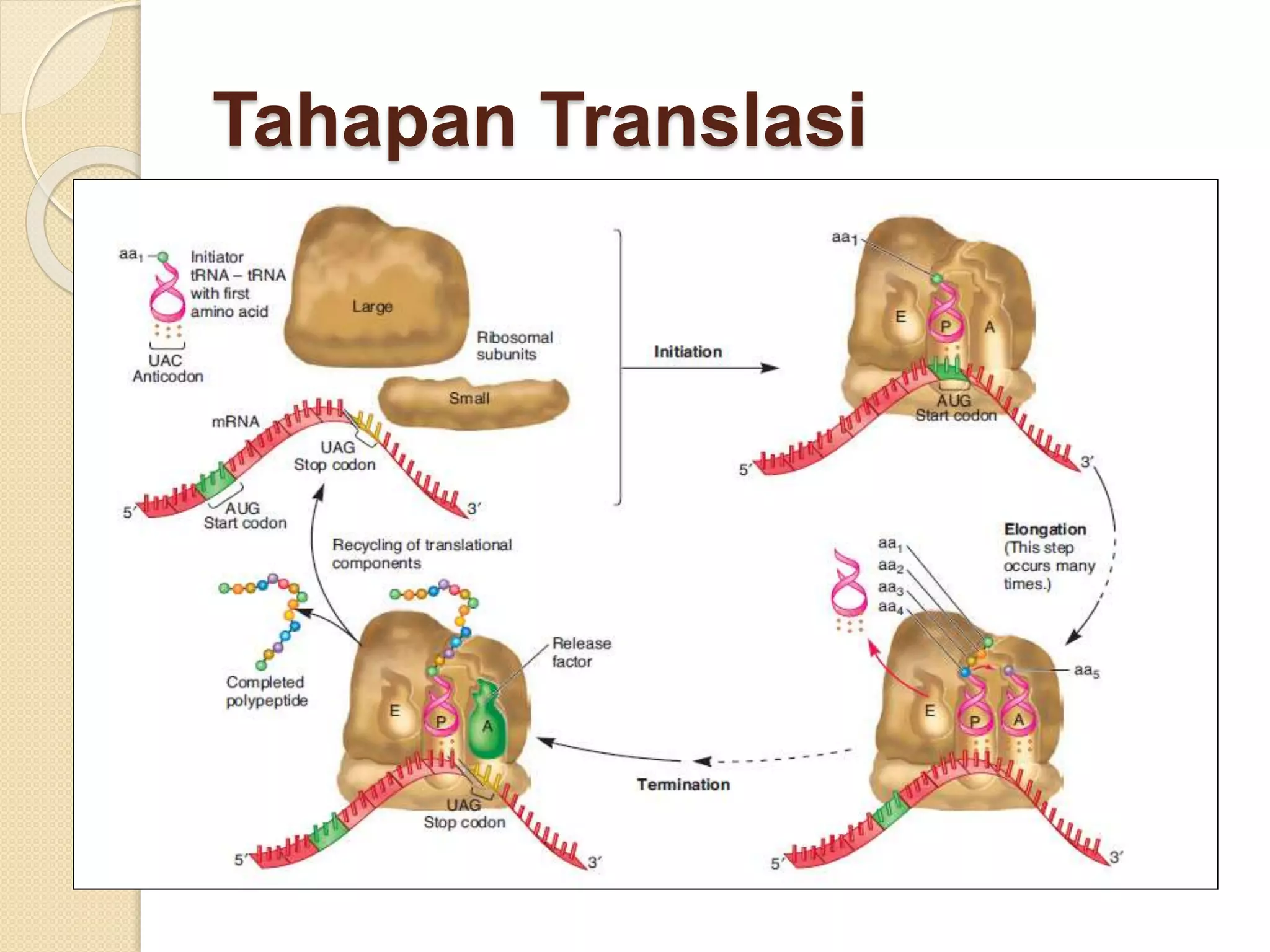 Ppt ekspresi gen klp 9 b | PPTX
