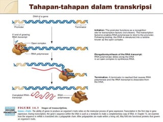 Ppt ekspresi gen klp 9 b | PPTX