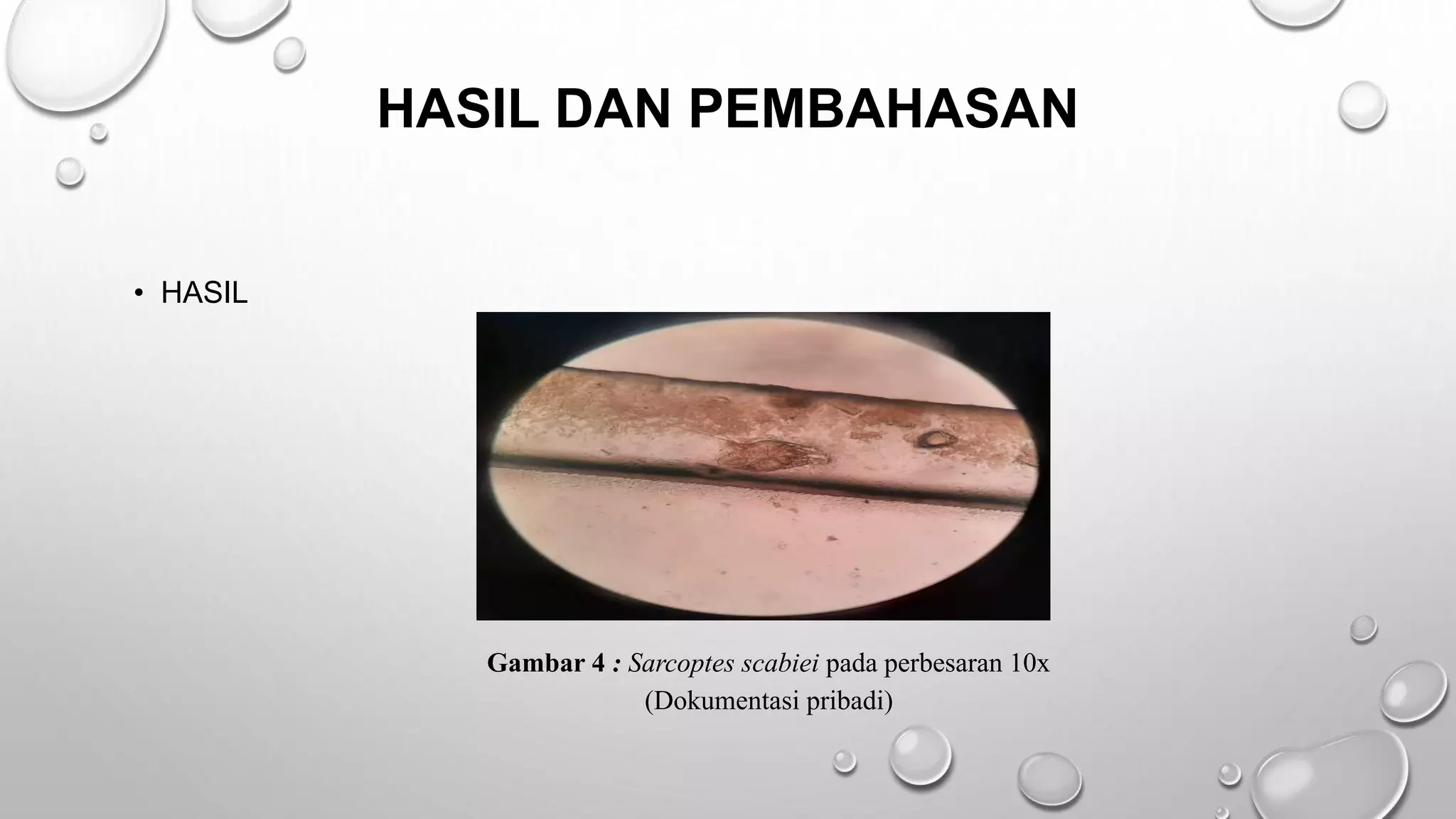 Ppt ektoparasit.pptx