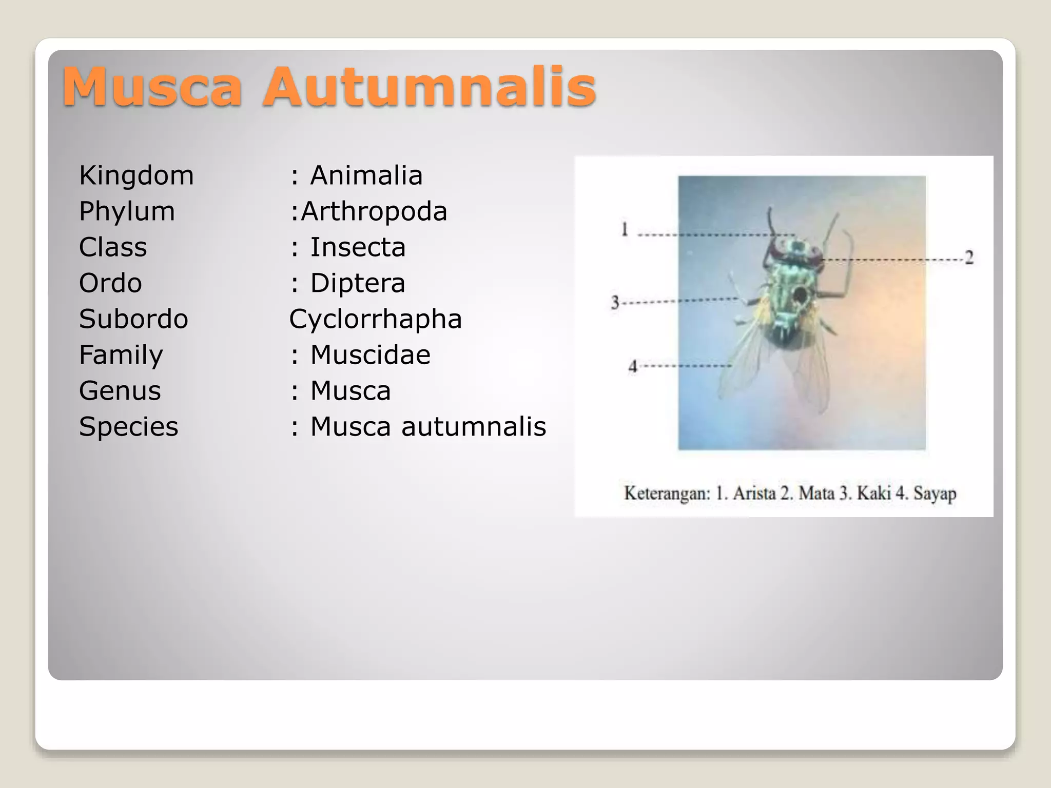 PPT EKTO (REVISI) (1).pptx