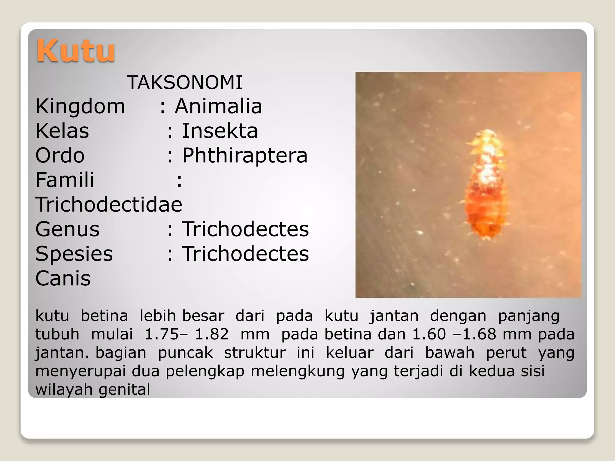PPT EKTO (REVISI) (1).pptx
