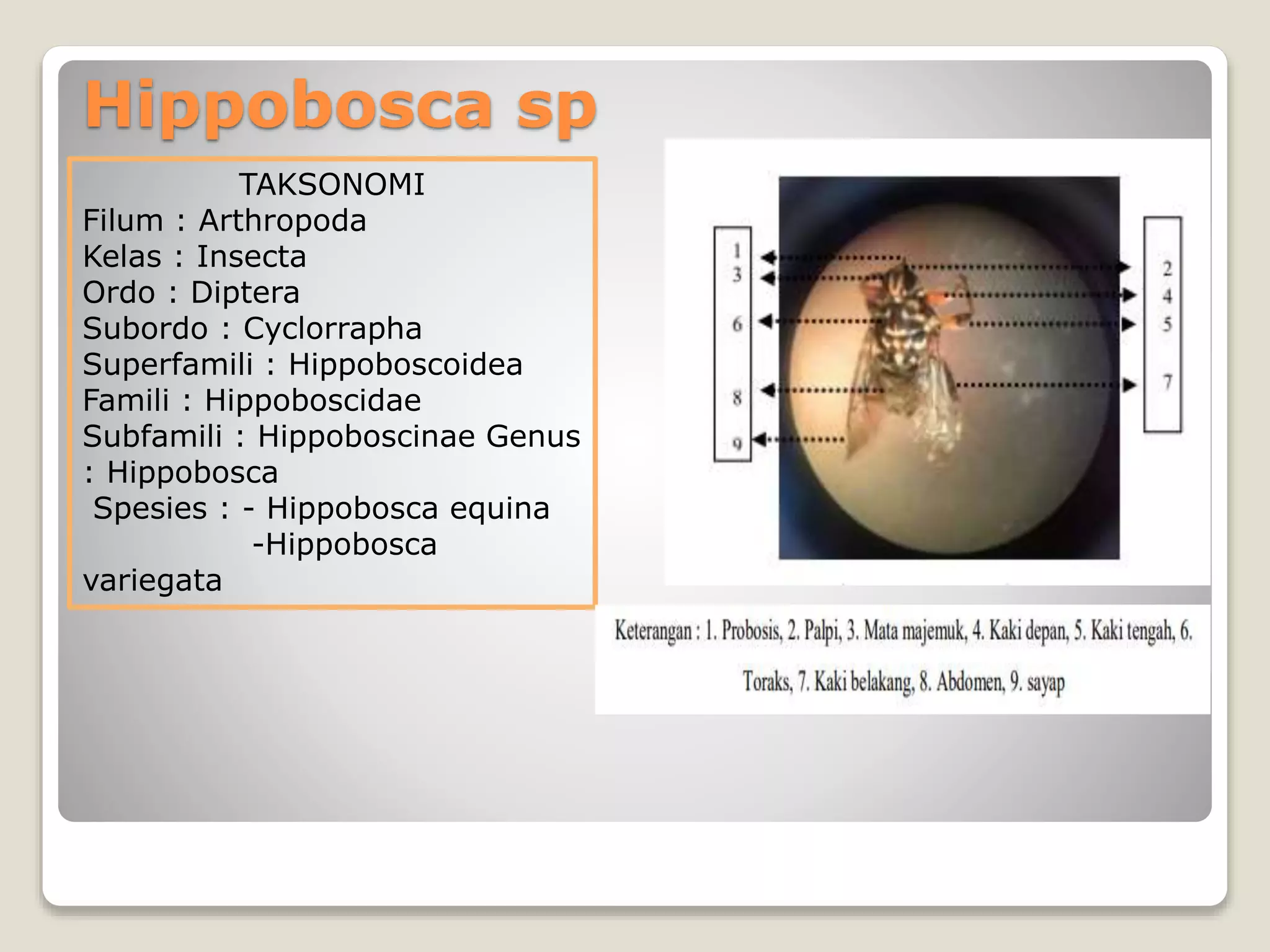 PPT EKTO (REVISI) (1).pptx