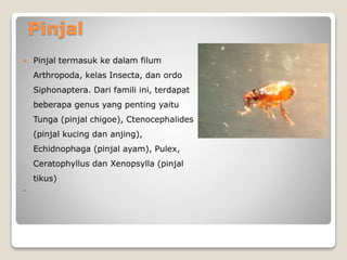 PPT EKTO (REVISI) (1).pptx