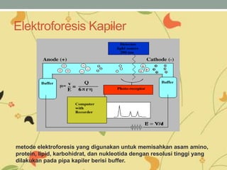 Ppt elektroforesis | PPTX