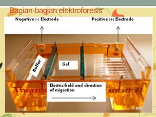 Ppt elektroforesis | PPTX