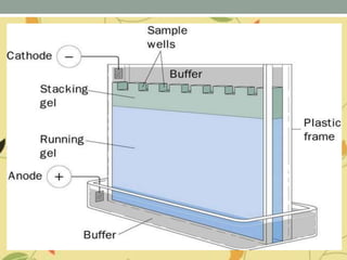 Ppt elektroforesis | PPTX