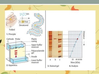 Ppt elektroforesis | PPTX