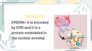 PPT Emery-Dreifuss Muscular Dystrophy.pptx