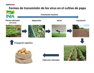 Enfermedades Y Manejo En El Cultivo De La Papa Pdf