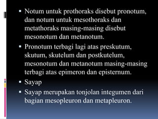 Ppt morfologi kupu kupu | PPTX