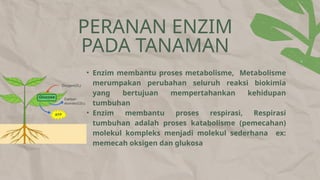 PPT Enzim dan Oksidasi Biologis pada tanaman.pptx
