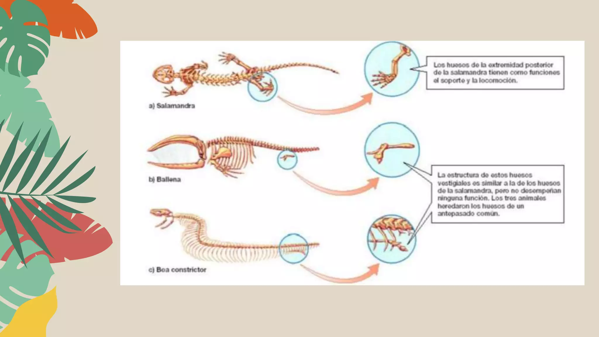 ppt evidencias de la evolucion.pptx