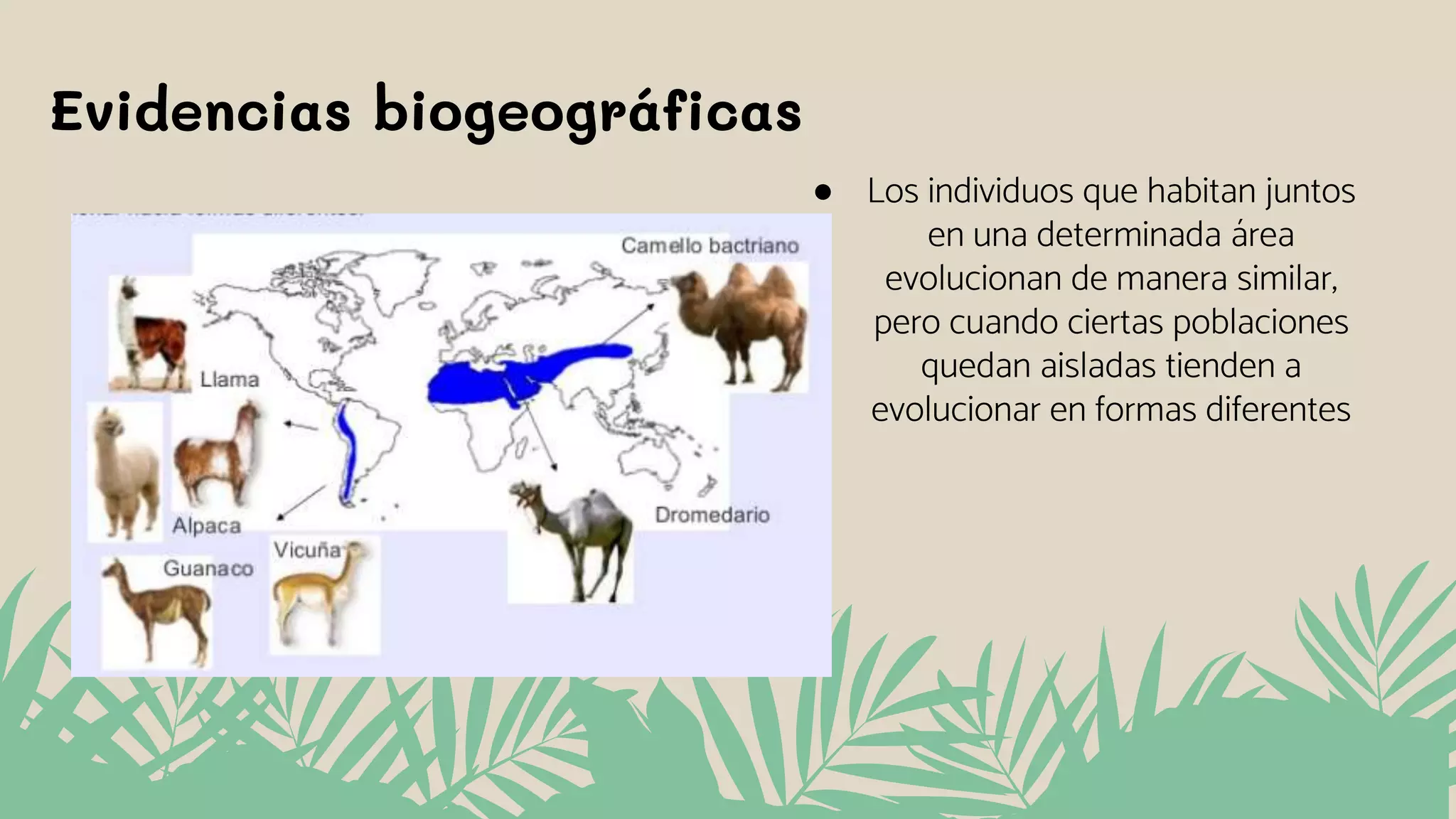 ppt evidencias de la evolucion.pptx